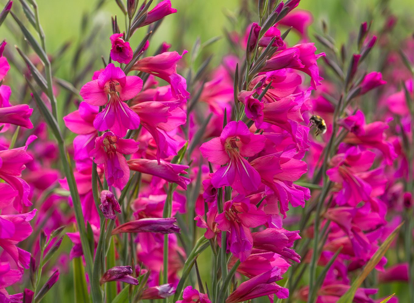 All About Gladioli